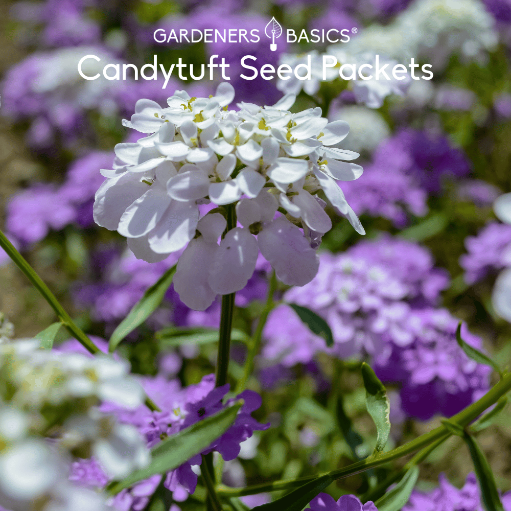 does candytuft spread