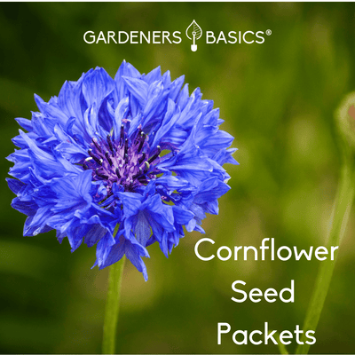 How to Grow Autumn Beauty Sunflowers From Seed – Gardeners Basics