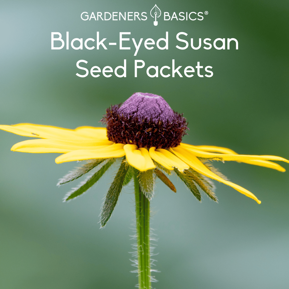 Black-Eyed Susan Seeds For Sale: Vibrant Blooms for a Stunning Garden ...