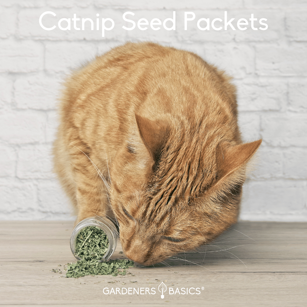 Catnip Seeds For Planting: A Garden Essential for Feline Enthusiasts ...