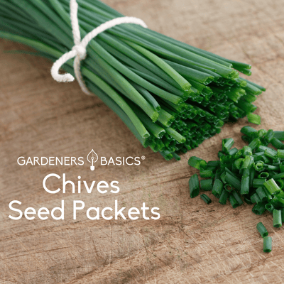 Growing Allium From Seed an Easy Guide – Gardeners Basics