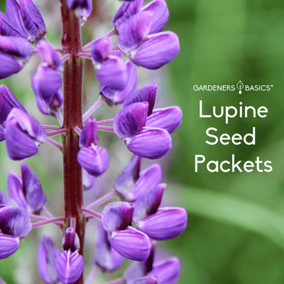 How to Plant California Giant Zinnia Seeds Flower Garden – Gardeners Basics