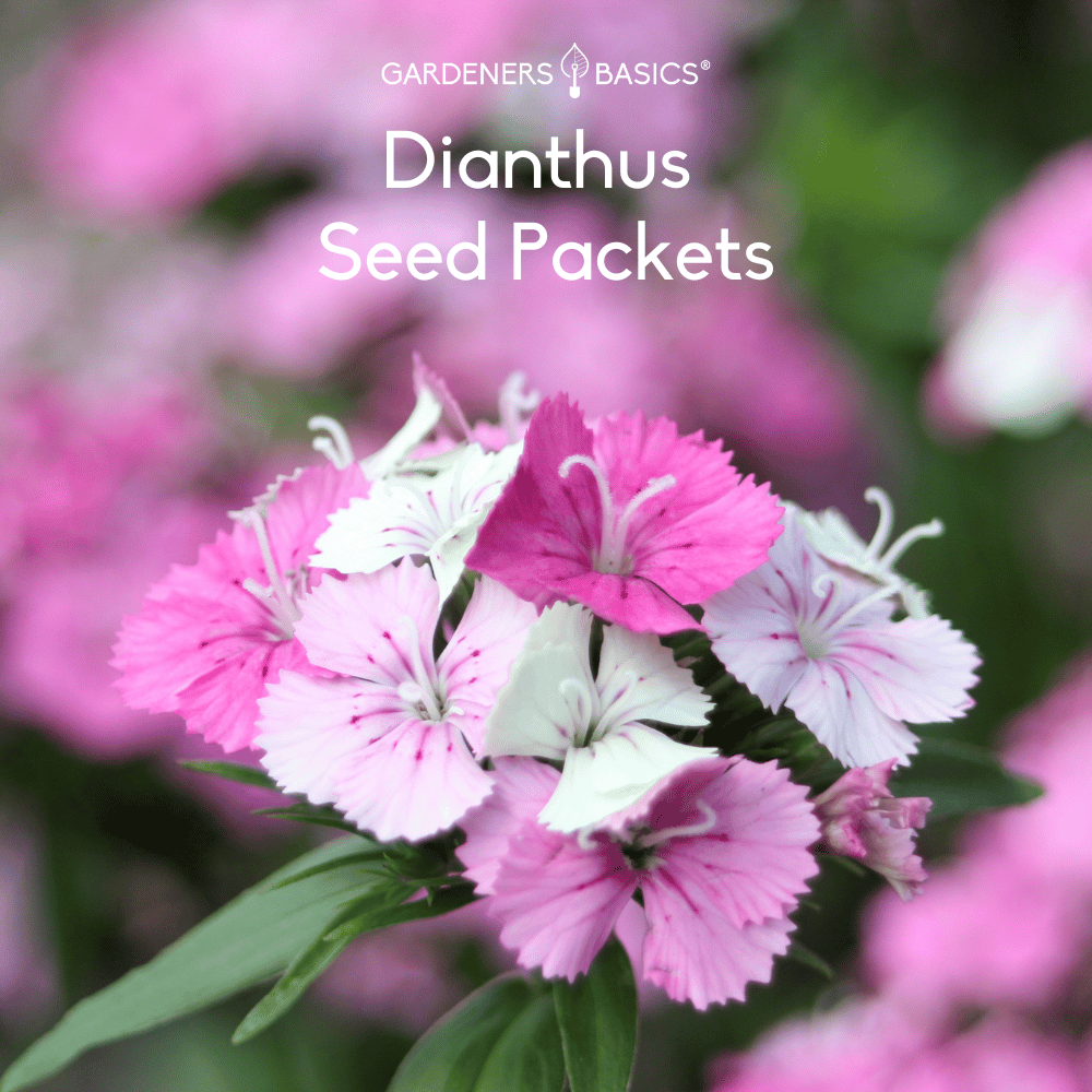 Dianthus Planting Essentials: Expert Advice for Beautiful Flowers ...