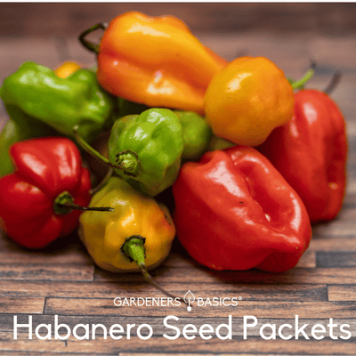 How To Grow Candystripe (Cosmos bipinnatus) From Seeds – Gardeners Basics