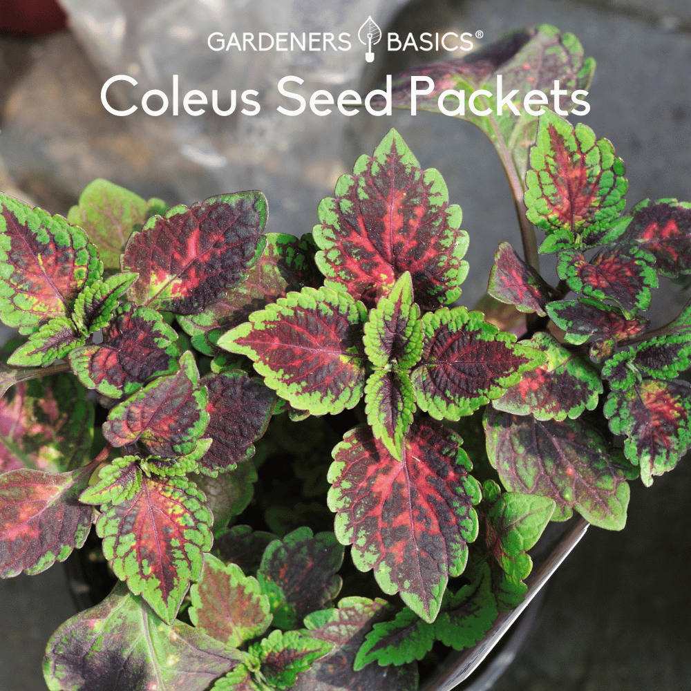Coleus Seeds for Sale: Choosing the Perfect Varieties for Your Garden ...
