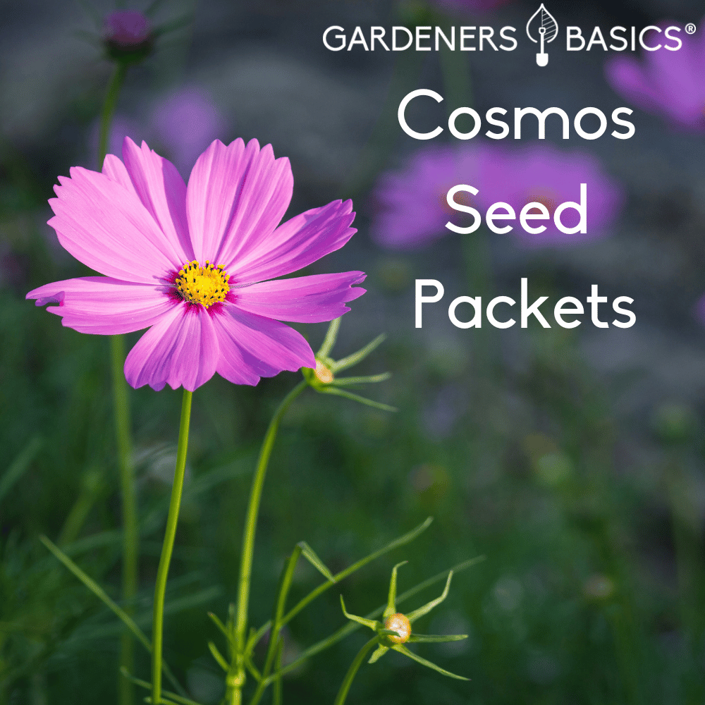Top Cosmos Varieties Discover the Perfect Cosmos Seeds for Your Garden ...