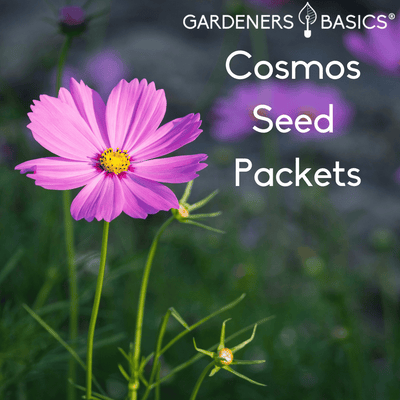 How to Grow Scotch Bonnet Peppers in Pots – Gardeners Basics