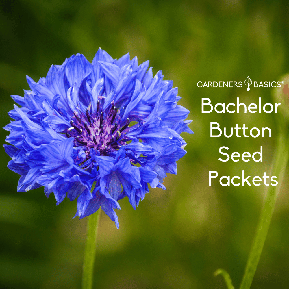 Mastering Bachelor Button Planting: Flower Seed Selection For Sale ...