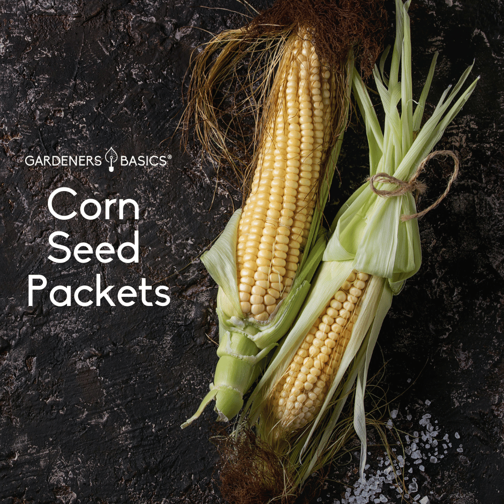 Heirloom Corn Seeds for Planting - A Guide to Non-GMO Varieties ...
