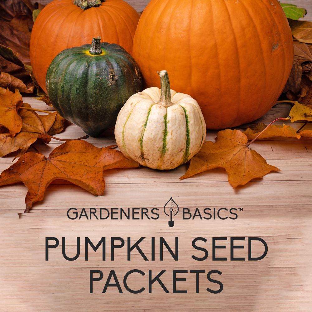 Pumpkin Seeds For Planting: Grow Your Own Perfect Pumpkins – Gardeners ...