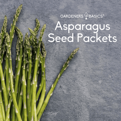 How to Grow Zucchini Indoors Guide – Gardeners Basics