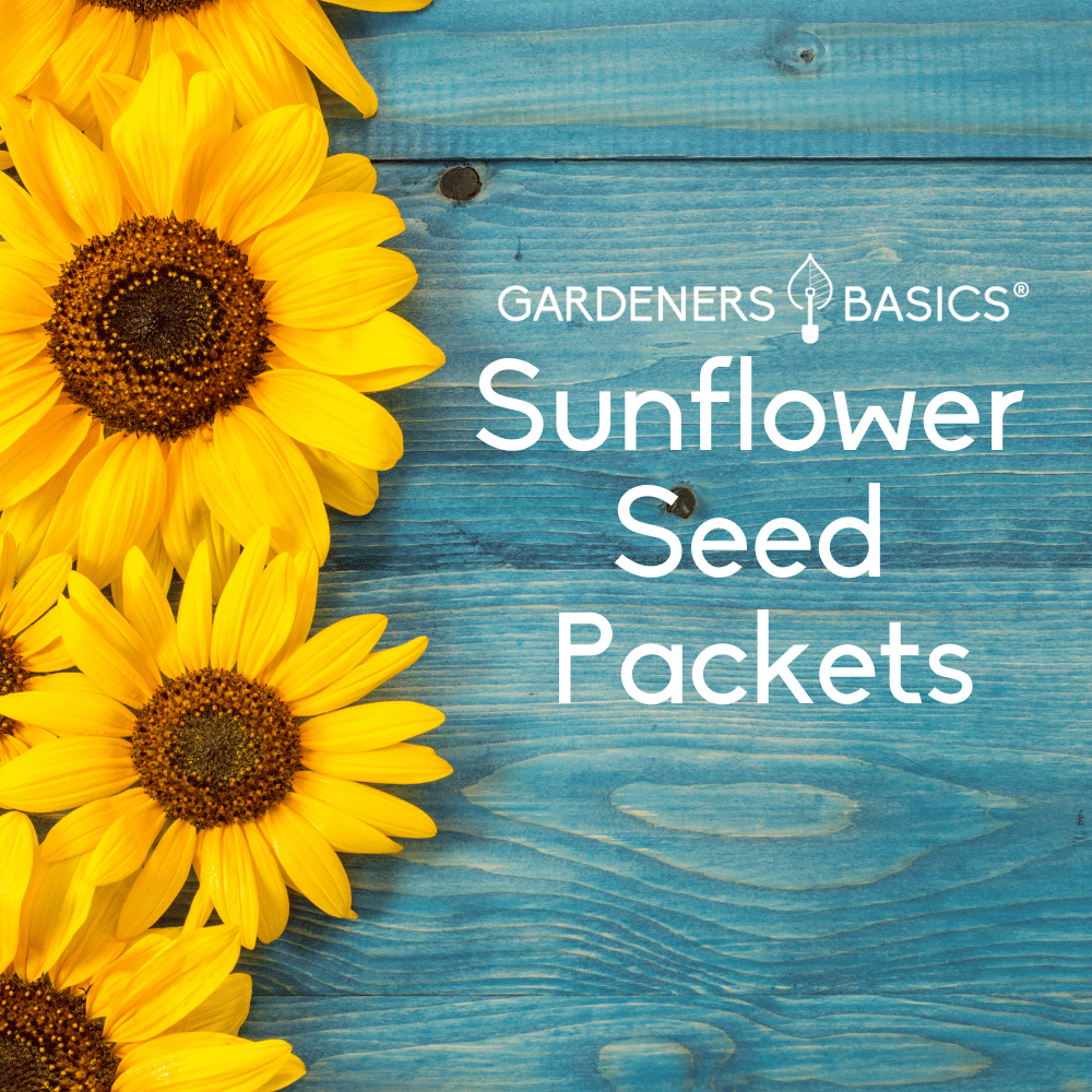 Sunflower Seeds for Planting: The Benefits of Planting Sunflower Seeds – Gardeners Basics