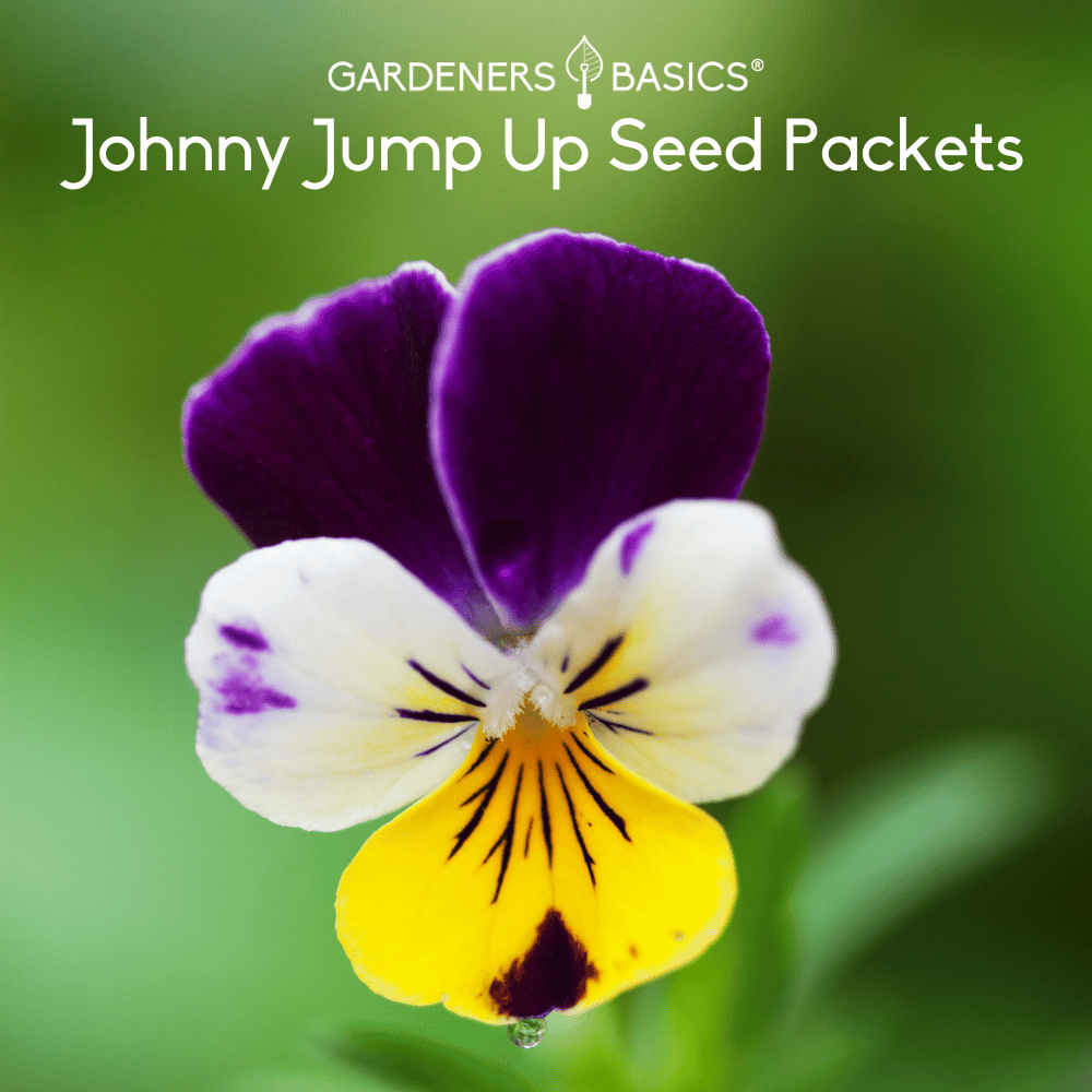 Johnny Jump Up Seeds For Sale: The Perfect Low-Maintenance Addition ...