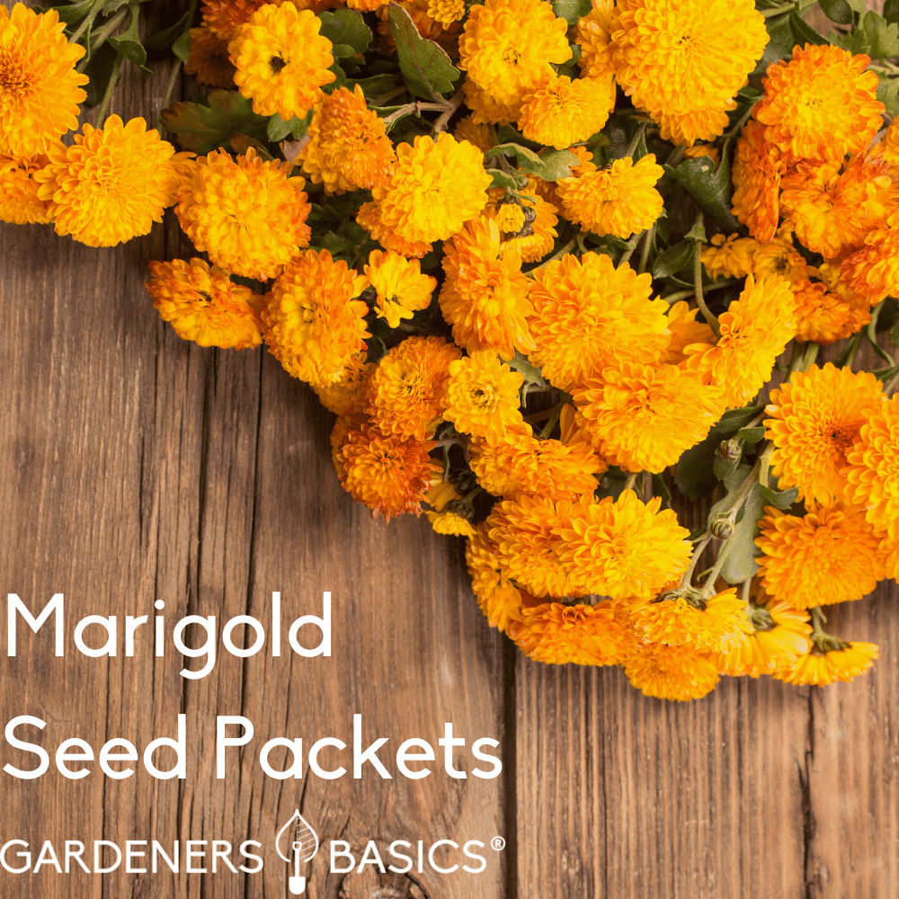 Best Marigold Seeds Online: Create a Stunning Floral Display ...