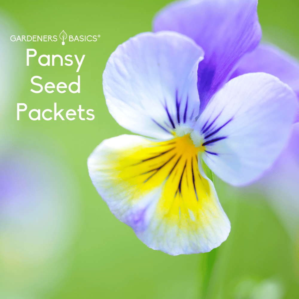 Pansy Seed Selection How to Choose the Best Varieties for Your Garden ...