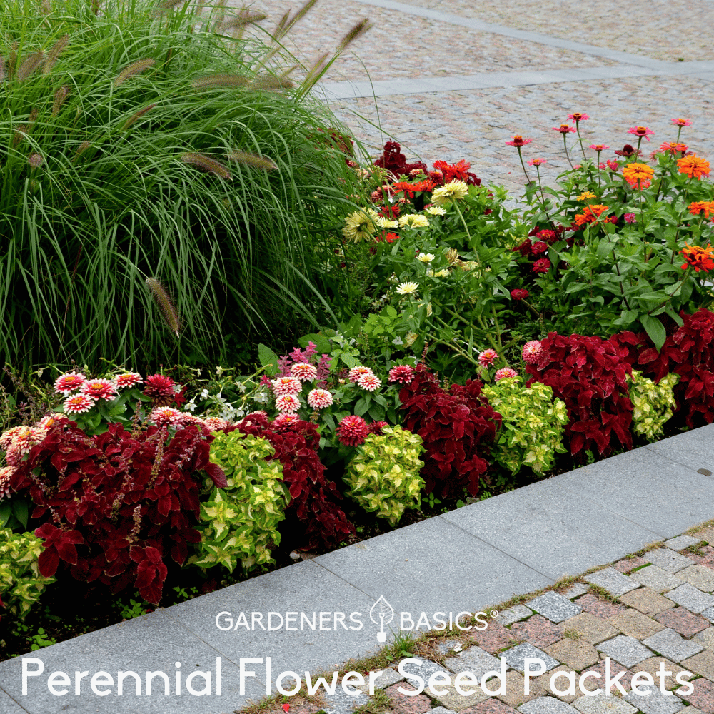 Top Perennial Flower Seed Varieties Discover Low-Maintenance Gardening ...