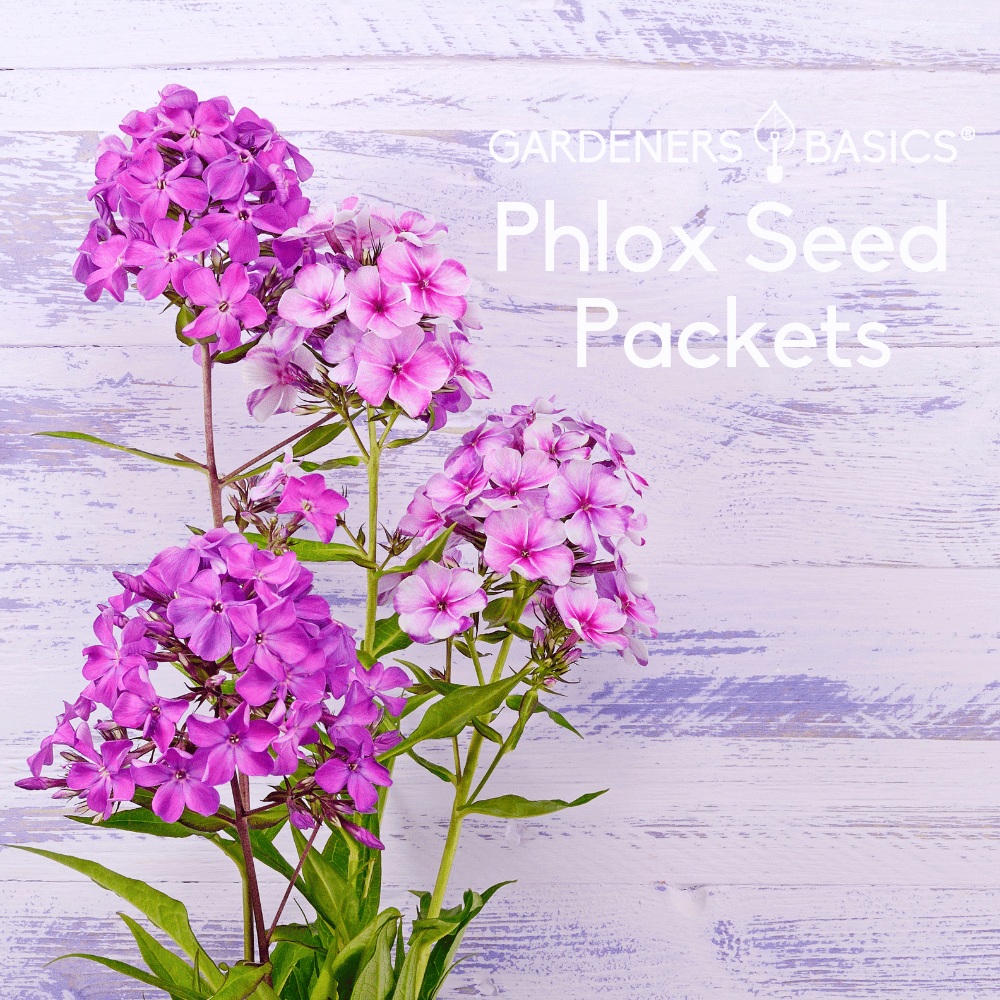 Phlox Flower Seeds: Colorful, Fragrant Flowers for a Stunning Garden ...