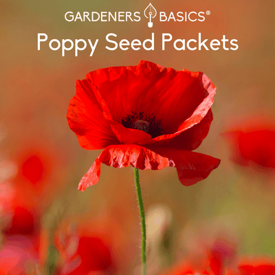 How To Grow Poppies Indoors Guide – Gardeners Basics