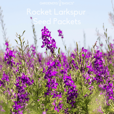 How to Grow Gourds: A Complete Guide – Gardeners Basics