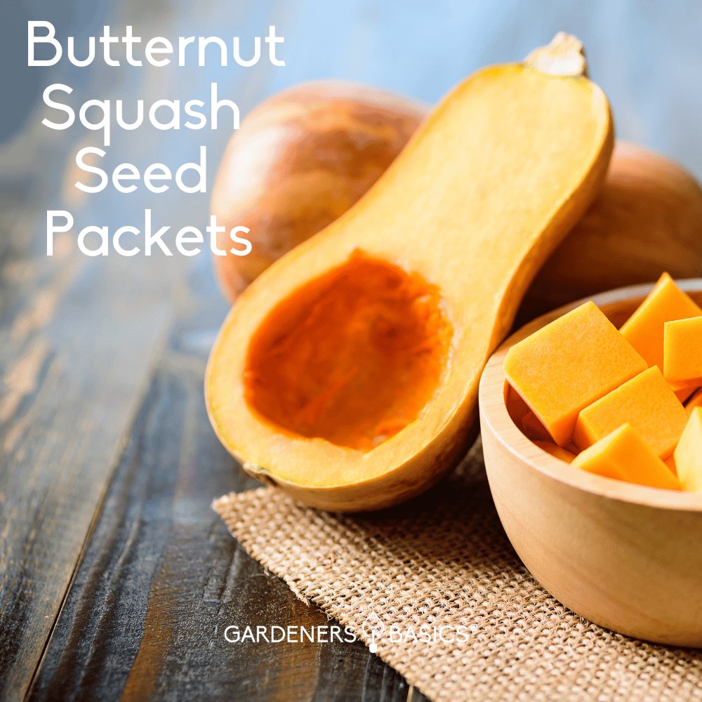 Butternut Squash Seeds for Planting - Ensure a Flavorful Harvest ...