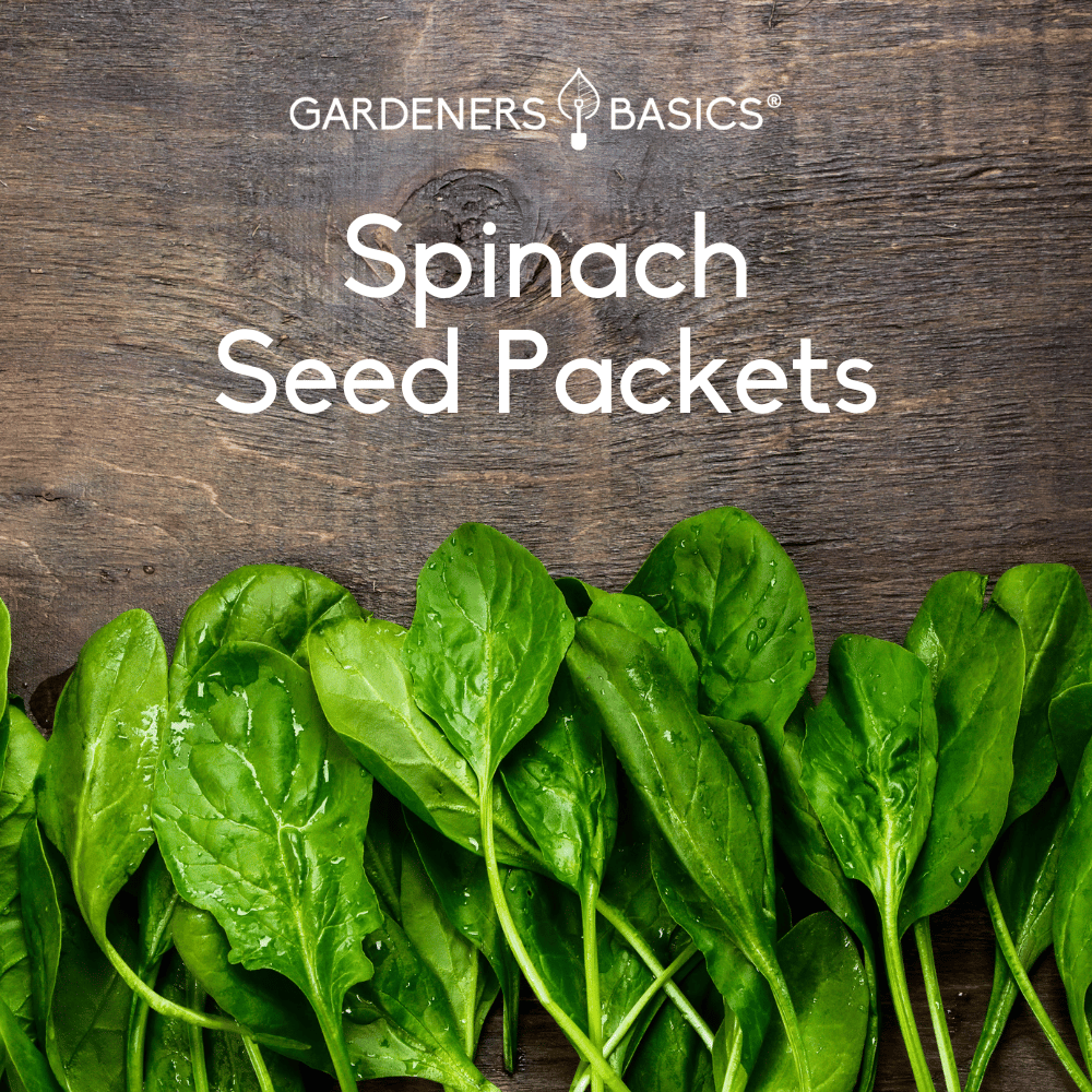 Non-GMO and Heirloom Spinach Seeds: Grow a Bountiful Harvest ...