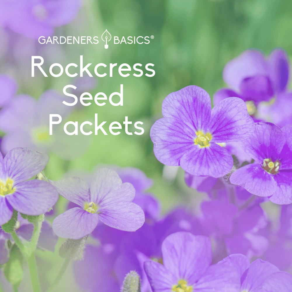 Rockcress Seeds for Planting: Transform Your Garden with Groundcover ...