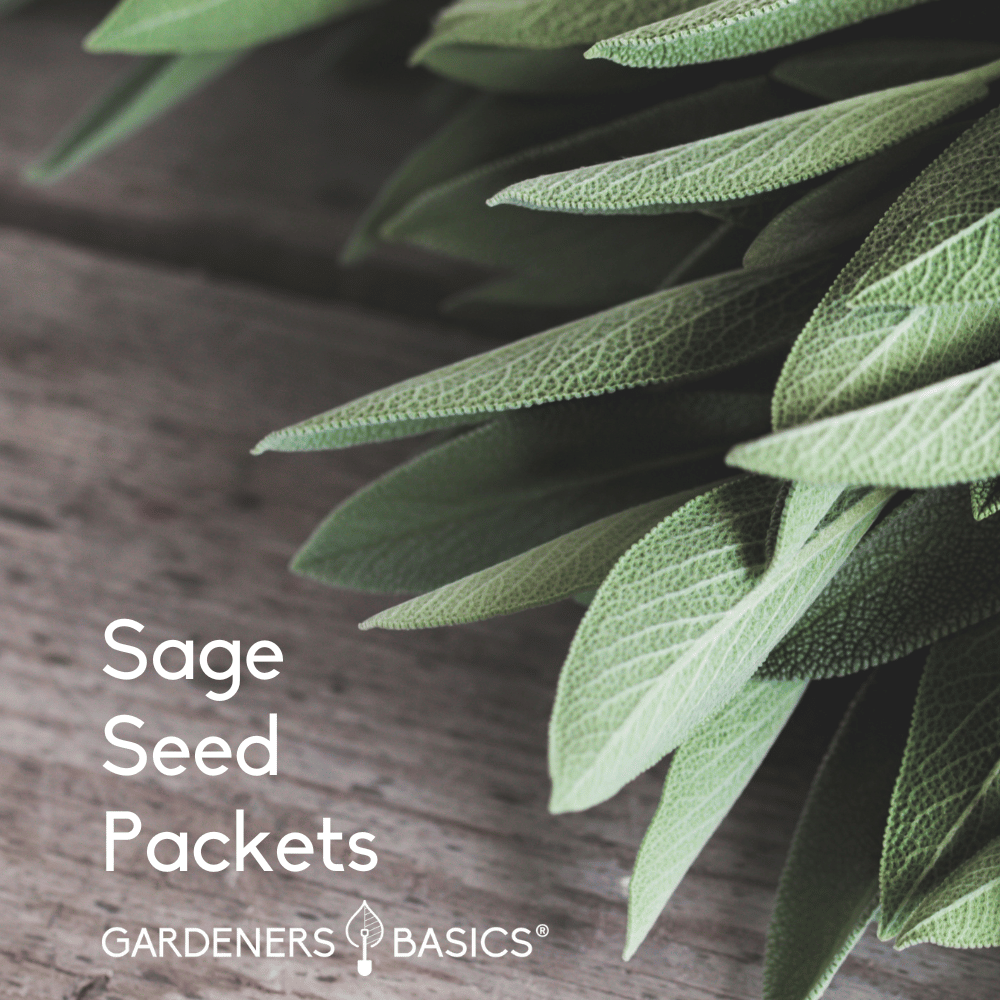 Sage Seeds for Planting: A Guide to This Culinary & Medicinal Wonder ...