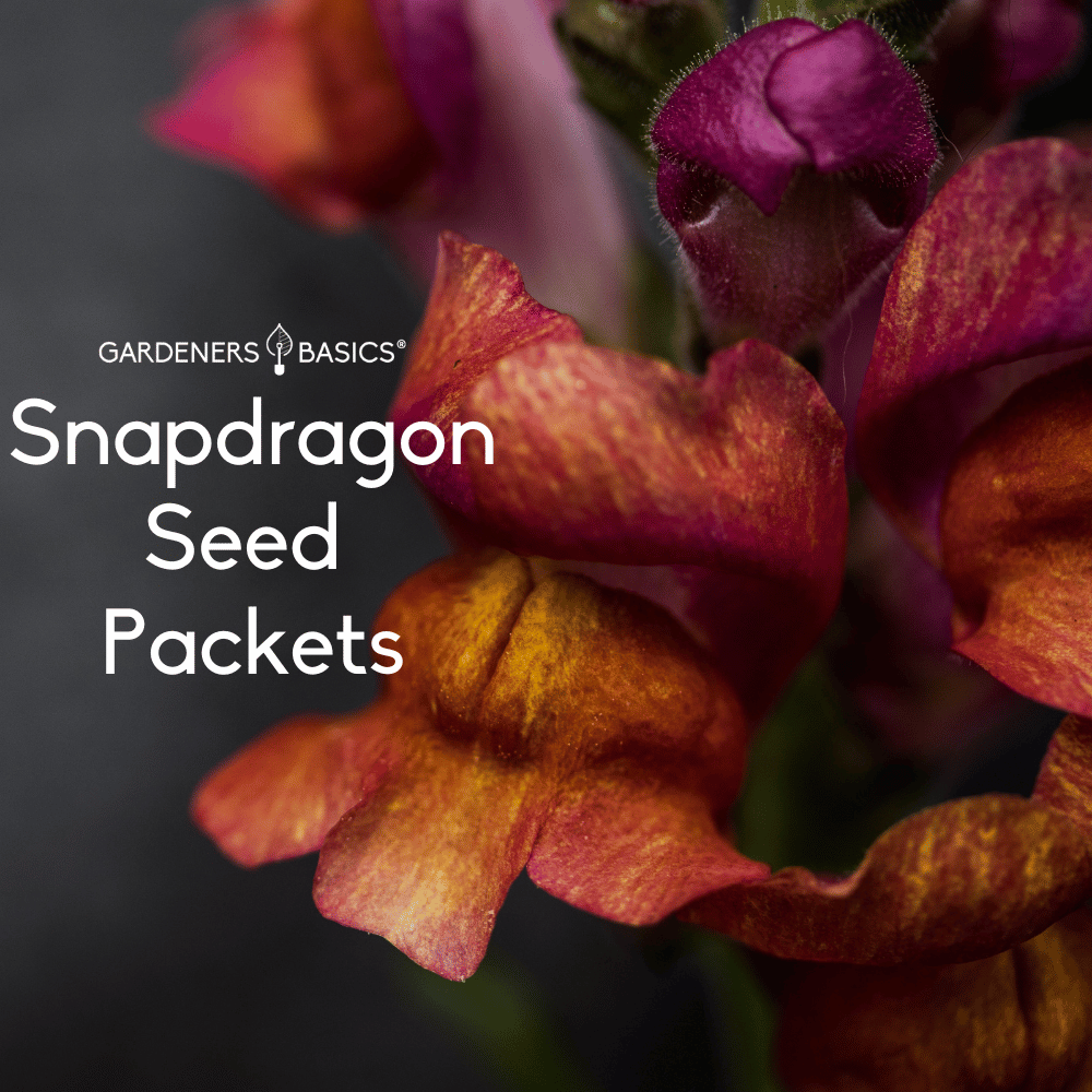 Snapdragon From Seed