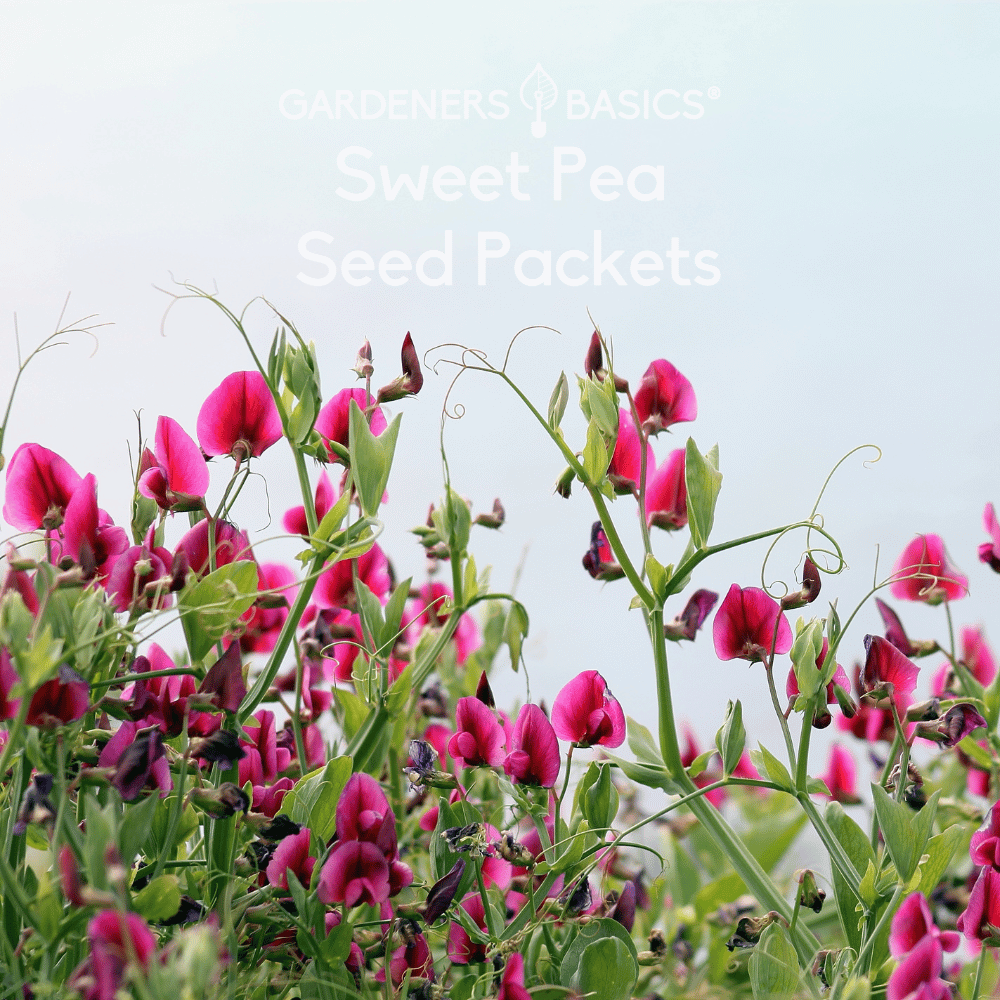 Sweet Pea Seeds for Planting: Grow Beautiful, Fragrant Flower Blooms ...