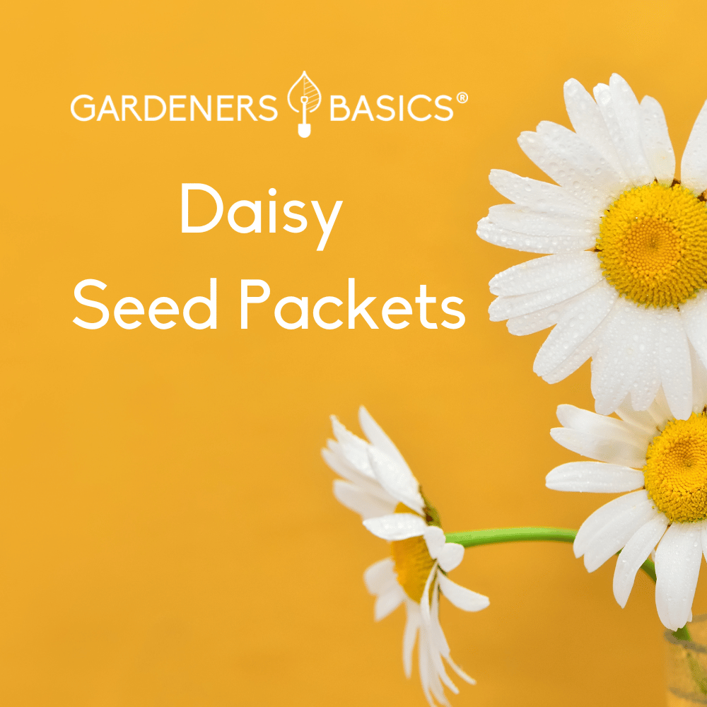 Daisy Seeds For Planting Add a Touch of Cheerful Beauty to Your Garden ...