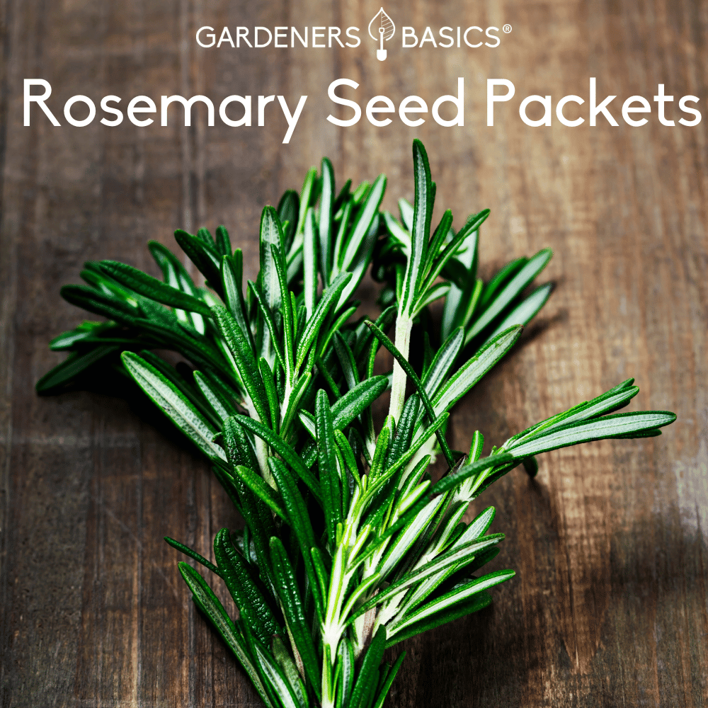 Rosemary Seeds for Sale: Create Your Own Mediterranean Garden Oasis ...