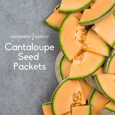 How to Grow Zucchini Indoors Guide – Gardeners Basics