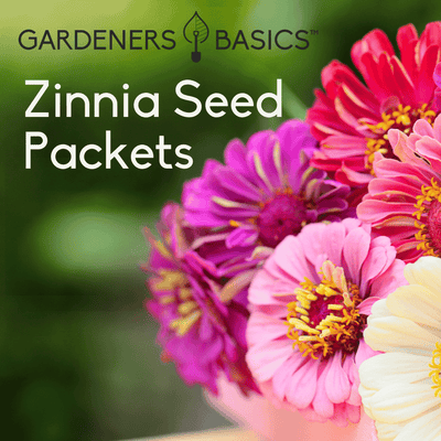 How to Grow Mortgage Lifter Tomato From Seed – Gardeners Basics