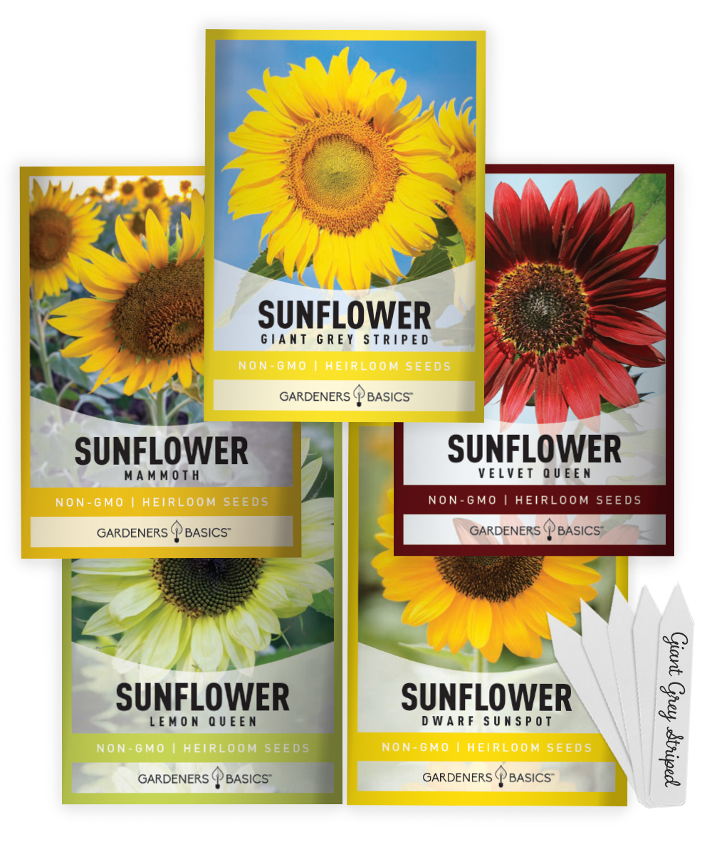 Sunflower Planting Seeds For Sale 5 Varieties for a Sun-Kissed Garden ...