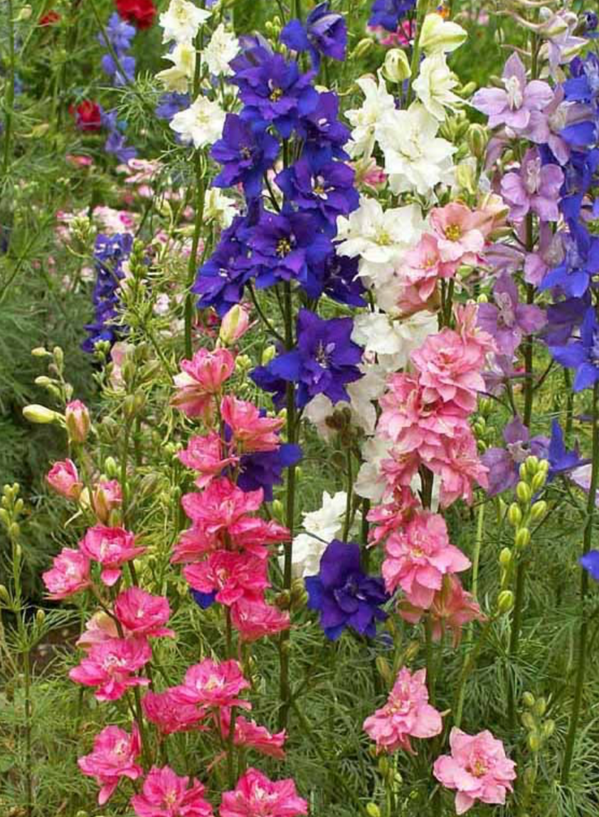 Rocket Larkspur Imperial Mix Seeds for Planting: Best For Your Garden ...