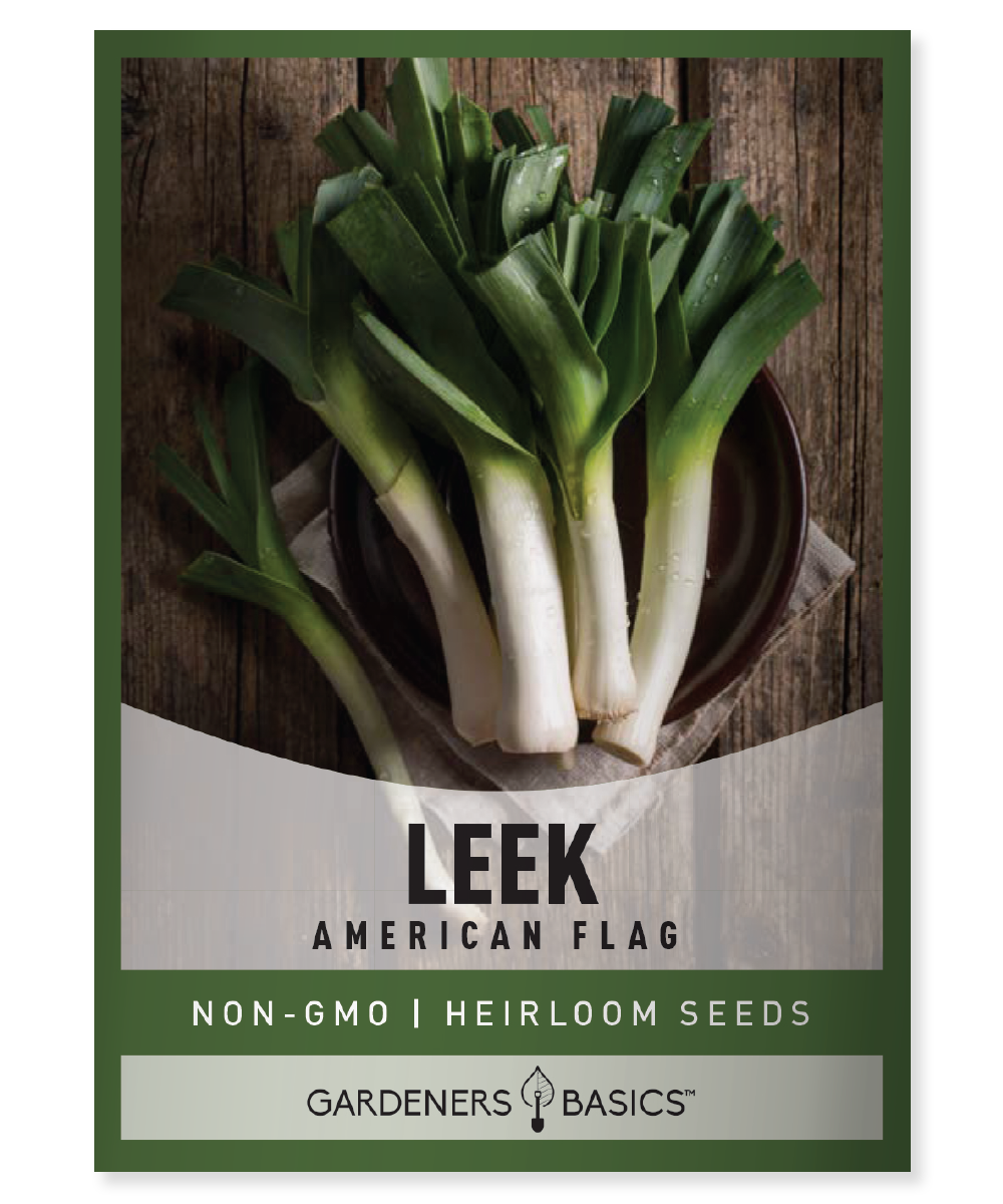 Flavorful, Nutritious American Flag Leek Seeds For Sale – Gardeners Basics