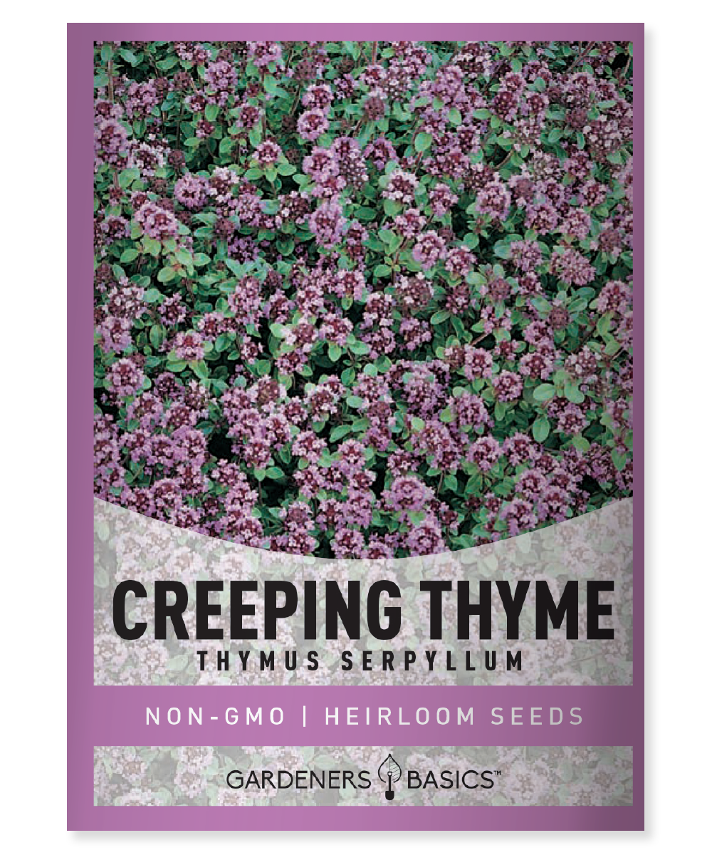 Creeping Thyme Seeds - Fragrant, Bee-Friendly Ground Cover Perennial ...