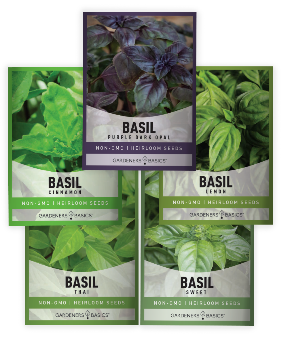 Grow Fresh Basil with Our 5 Heirloom Basil Seeds Variety Pack ...