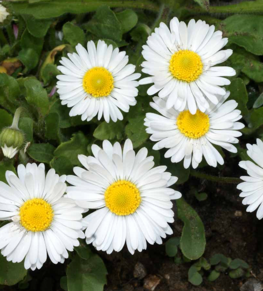 White English Daisy Seeds for Planting - Grow This Quality Flower Seed ...