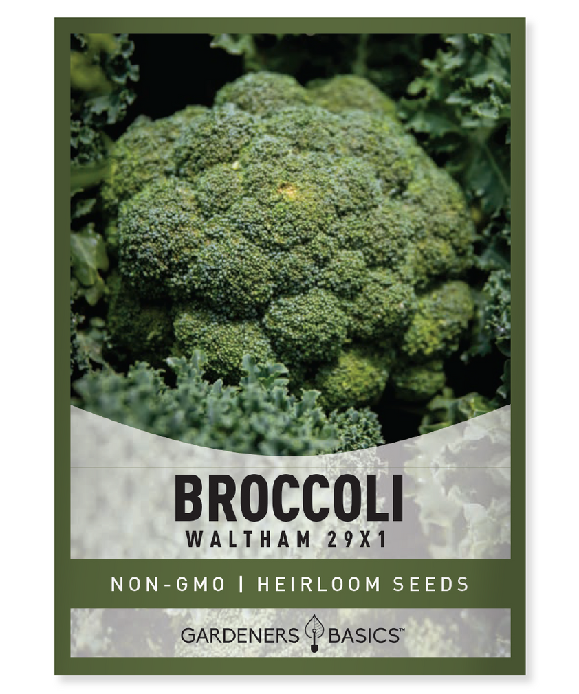 Waltham 29 Broccoli Seeds: The Perfect Choice for Garden Enthusiasts ...