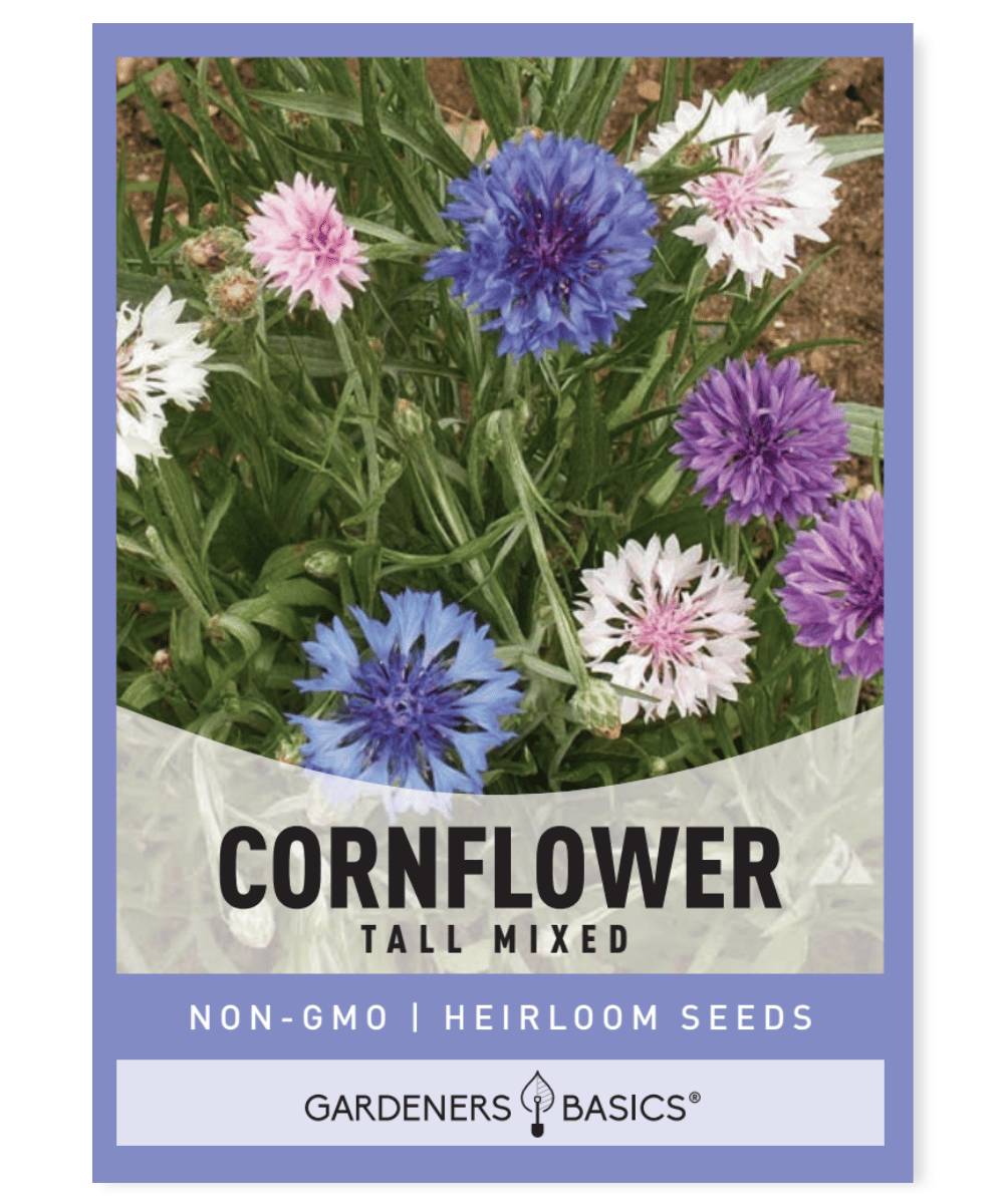 Bachelor Button Seeds