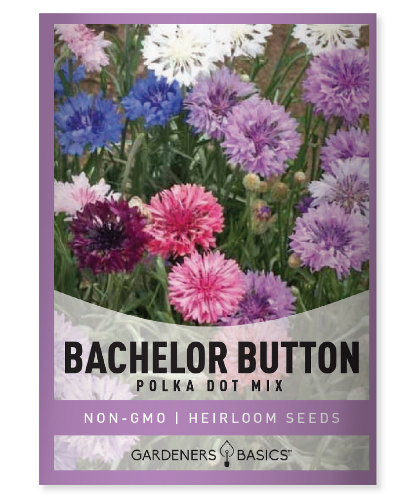 Dwarf Cornflower (Bachelor Button) Polka Dot Mix Seeds For Planting ...