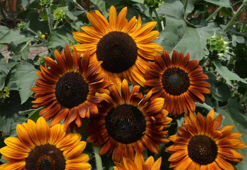 Earthwalker Sunflower Seeds For Sale Grow A Pollinator-Friendly Garden ...