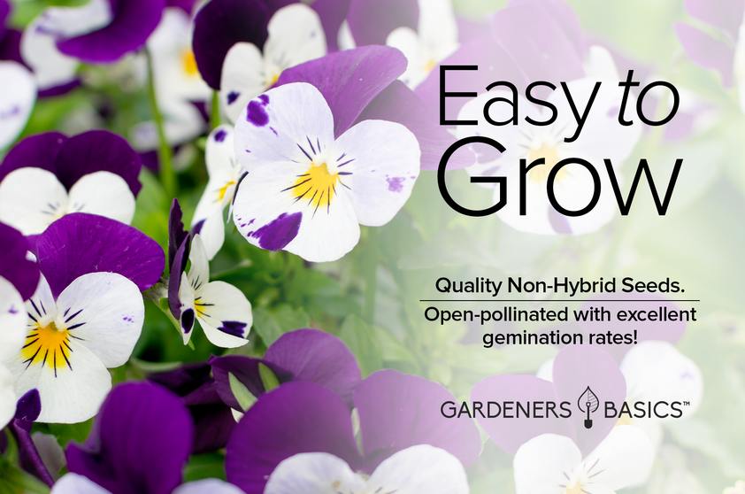 Helen Mount Johnny Jump Up Flower Seed for Planting Easy-to-Grow Viola ...