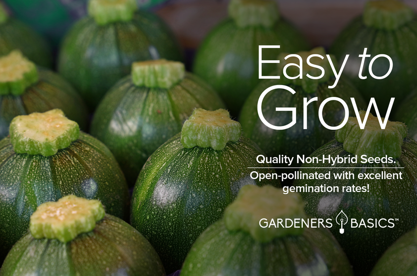 Round Zucchini Seeds For Planting Grow Delicious Nutritious Vegetables ...