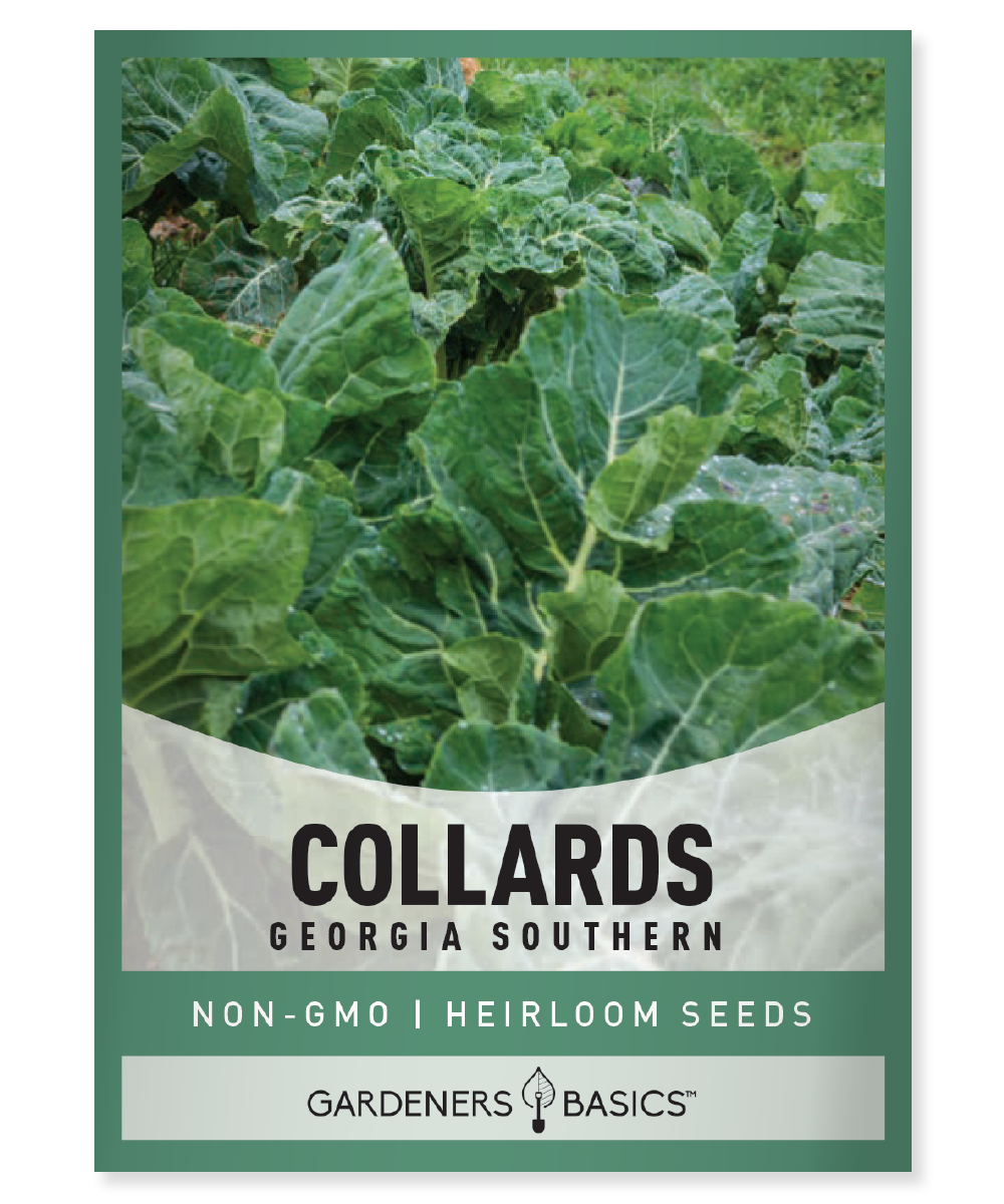 Georgia Southern Collard Seeds for Planting: Grow Your Own Superfood ...