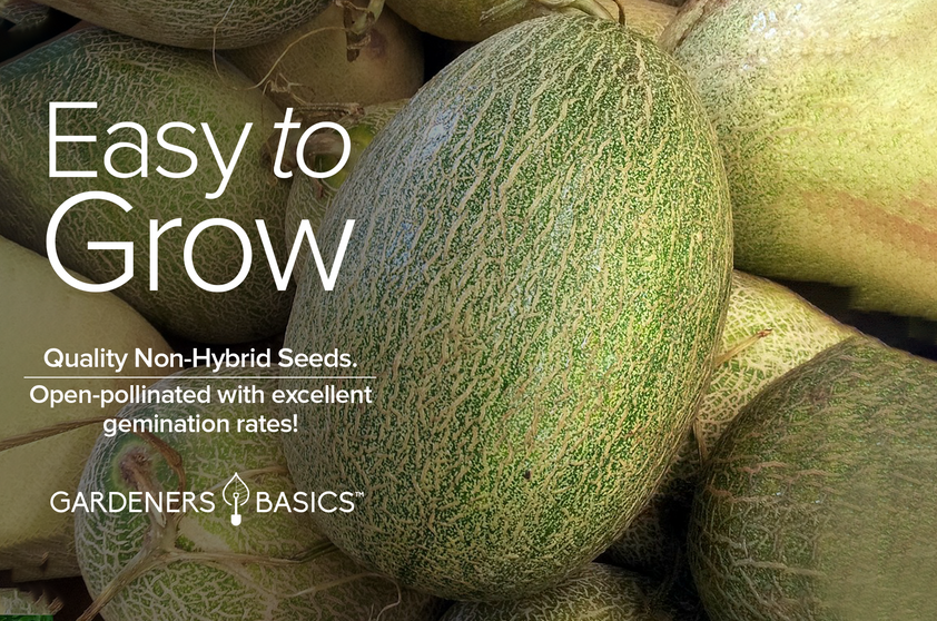 Green Flesh Honeydew Melon Seeds for Planting - Non-GMO & Heirloom ...