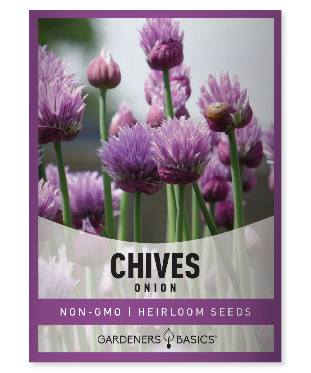 Onion Chives Seeds – Gardeners Basics