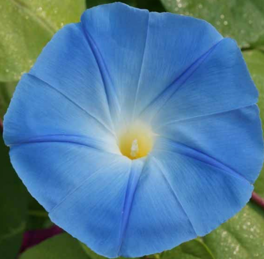 Heavenly Blue Morning Glory Flower Seeds For Planting: Vibrant Blooms ...