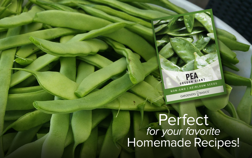 Oregon Giant Pea Seeds For Planting High-Yielding Tasty & Easy to Grow ...